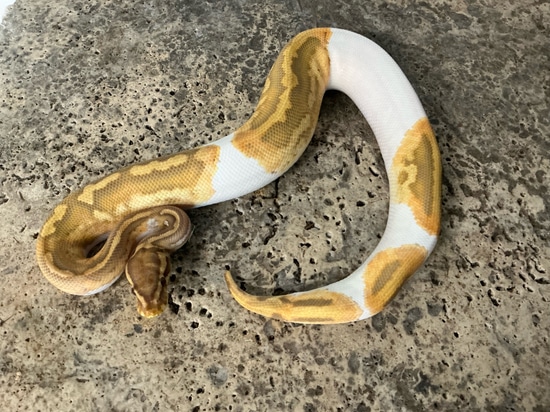 Caramel Pied Ball Python by FairPlay Pythons, LLC