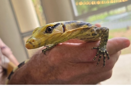 High Yellow Varanus Cumingi Water Monitor by FairPlay Pythons, LLC