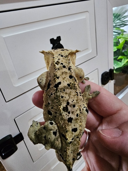 Super Dal Sharpie Line Crested Gecko by Scrumpers