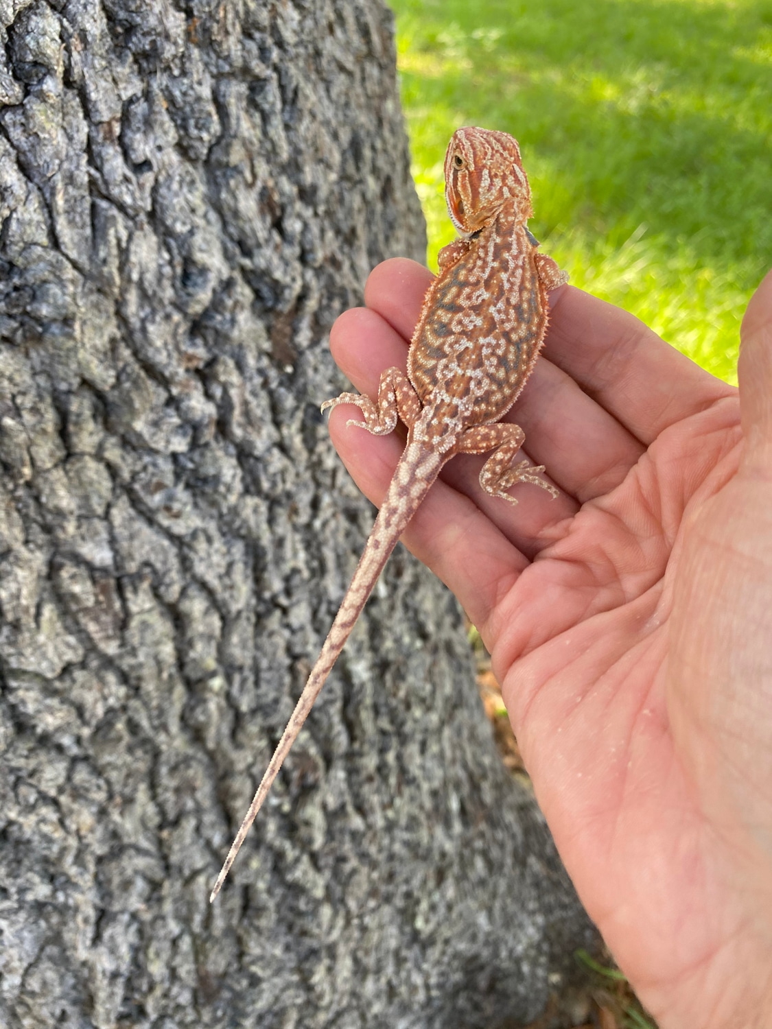 Hypo Leatherback Dunner Prob Female Central Bearded Dragon by FairyTail ...