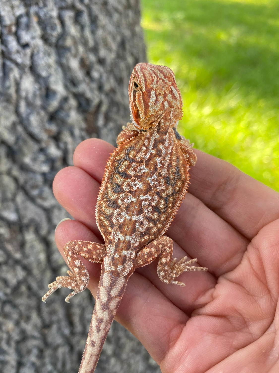 Hypo Leatherback Dunner Prob Female Central Bearded Dragon by FairyTail ...
