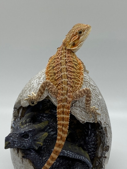 Prob Female Central Bearded Dragon by FairyTail Dragons LLC