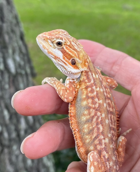 Hypo Leatherback Dunner Male Central Bearded Dragon by FairyTail ...