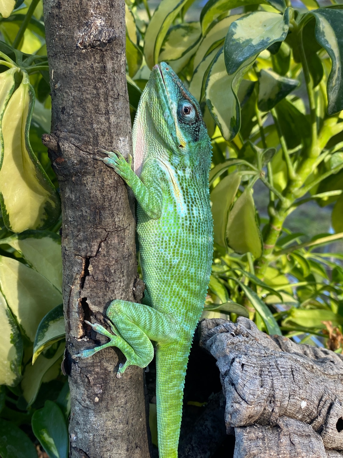 Giant Blue Beauty (6222-C72M) Anole by FairyTail Dragons LLC - MorphMarket