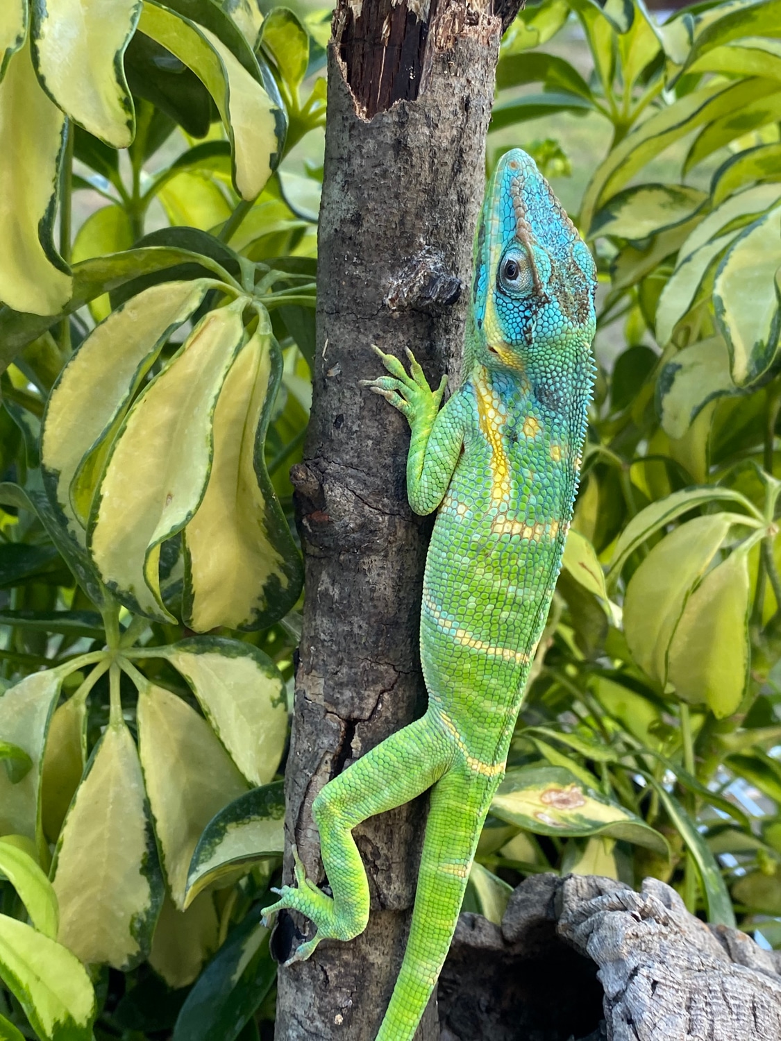 Giant Blue Beauty (6222-C71F) Anole by FairyTail Dragons LLC - MorphMarket