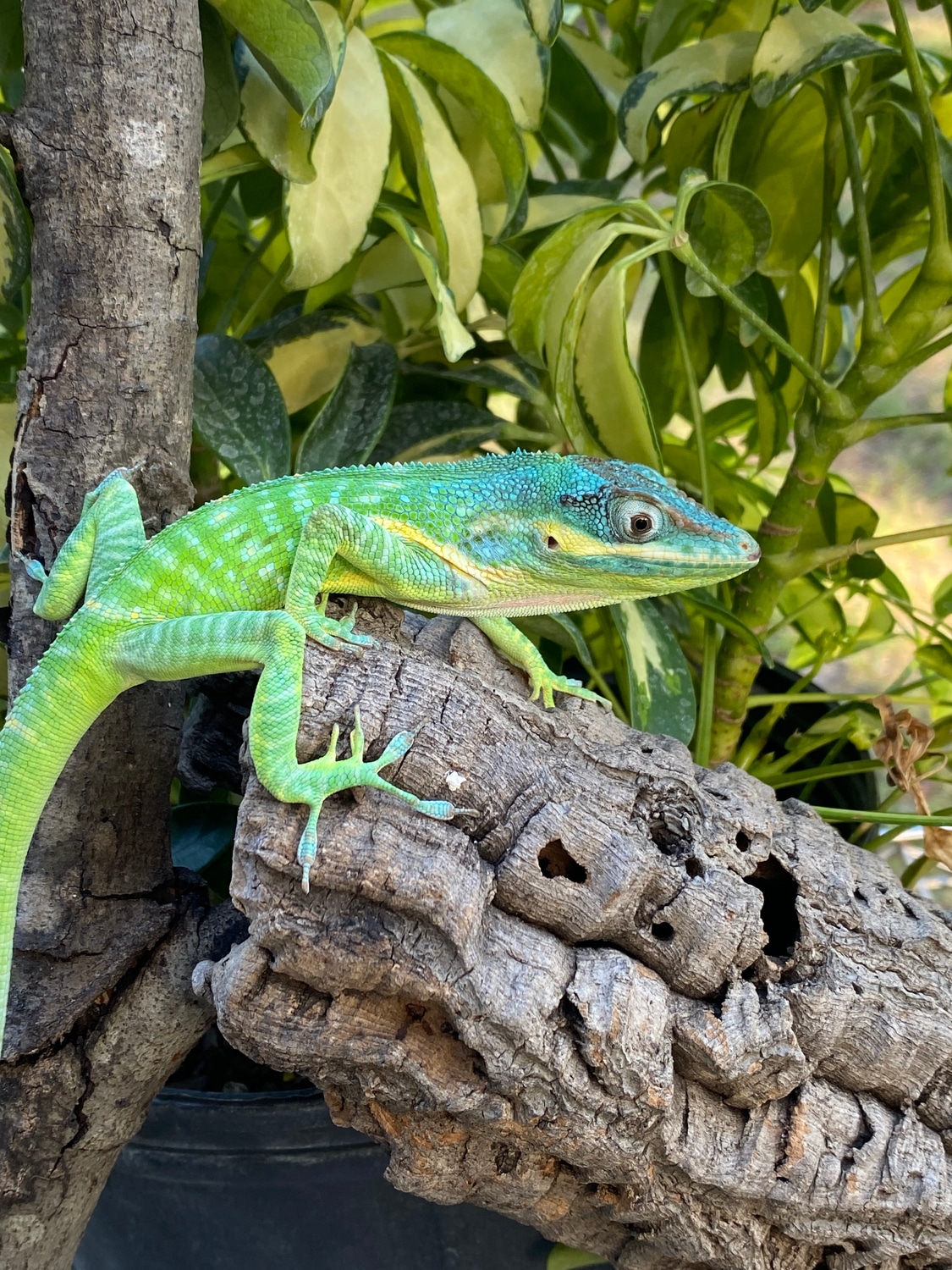 Giant Blue Beauty (6222-C77M) Anole by FairyTail Dragons LLC - MorphMarket