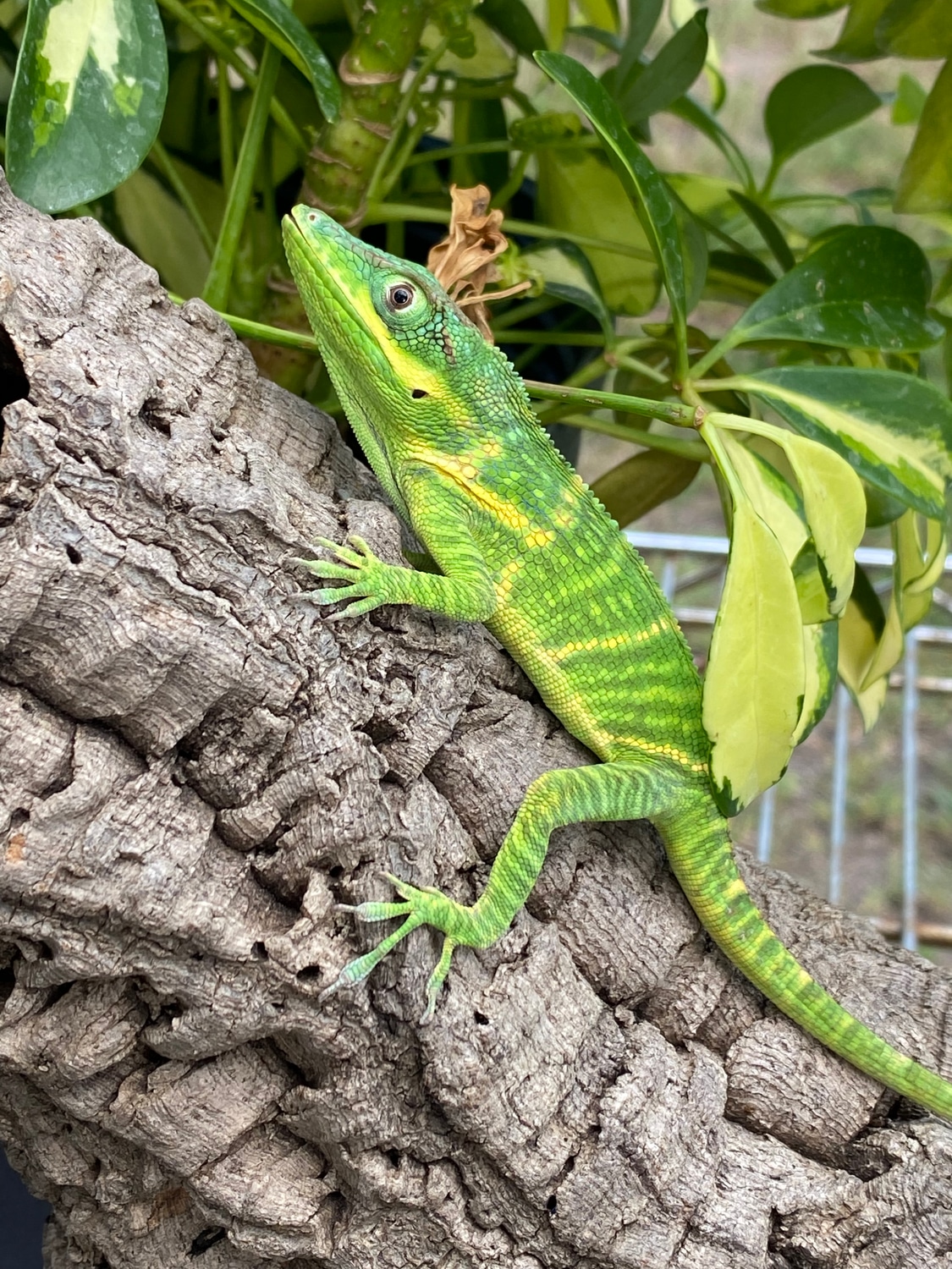 Giant Blue Beauty (6222-C85F) Anole by FairyTail Dragons LLC - MorphMarket