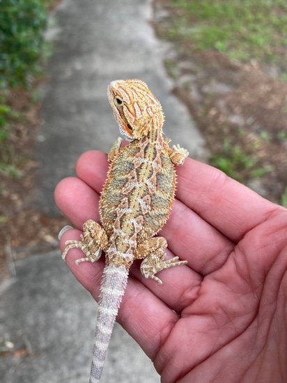 Hypo Prob Female (61022-3) Central Bearded Dragon by FairyTail Dragons LLC