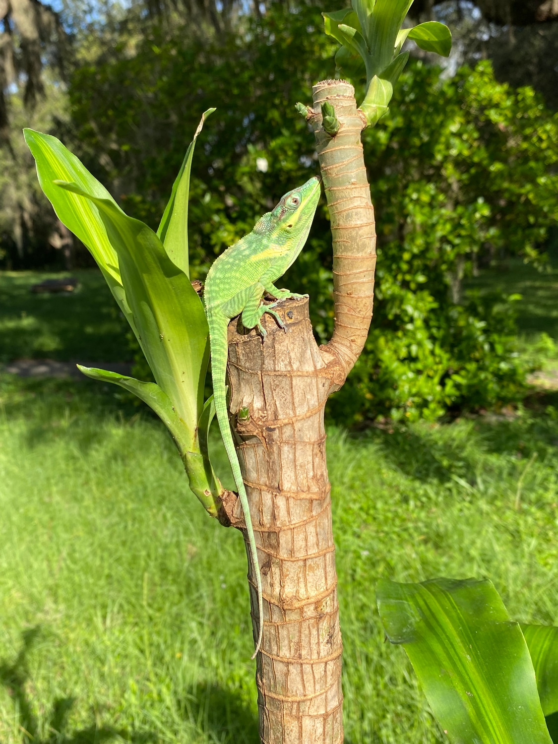 Giant Blue Beauty (FTD7322-C82F) Anole by FairyTail Dragons LLC ...