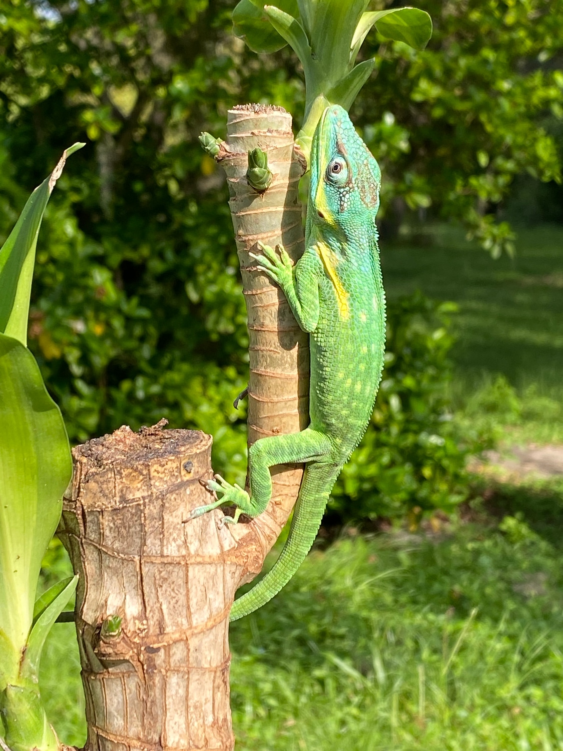 Giant Blue Beauty (FTD7322-C83M) Anole by FairyTail Dragons LLC ...