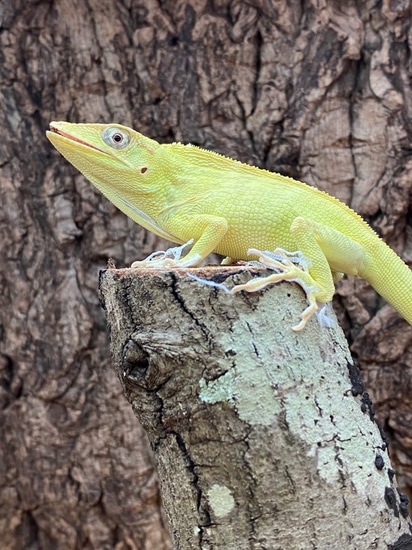T- Albino Knight Anole (FTD72222-C95F) by FairyTail Dragons LLC