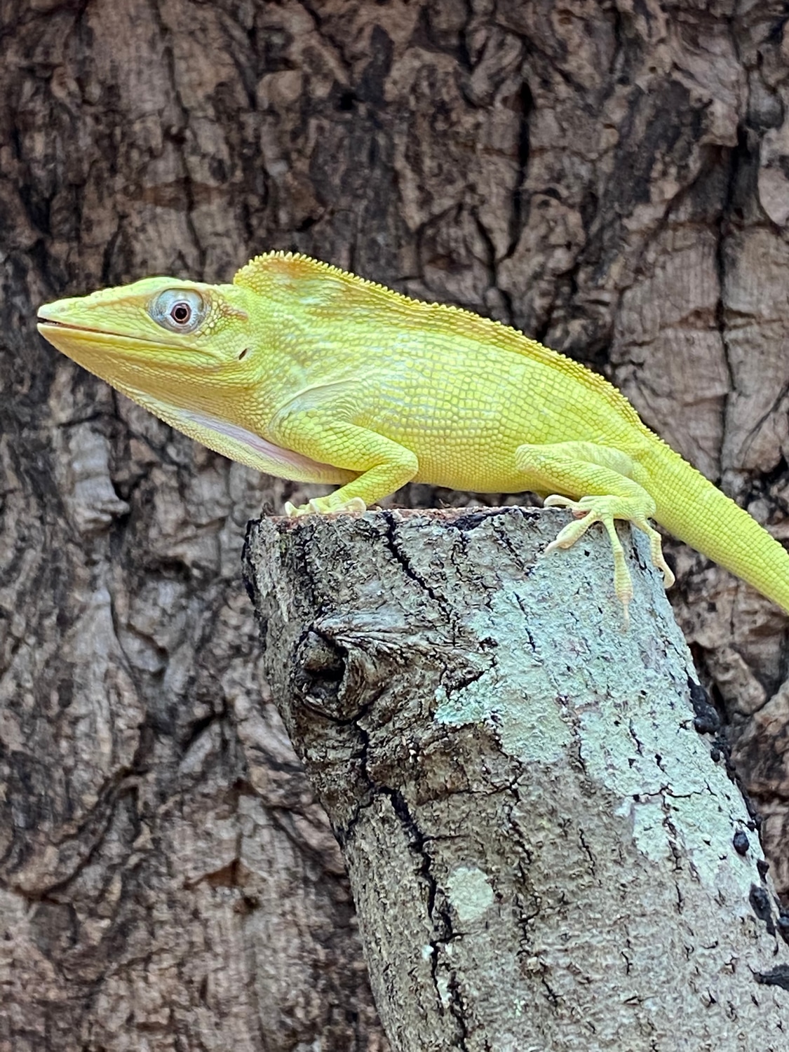 T- Albino Knight Anole (FTD72222-C98M) by FairyTail Dragons LLC ...