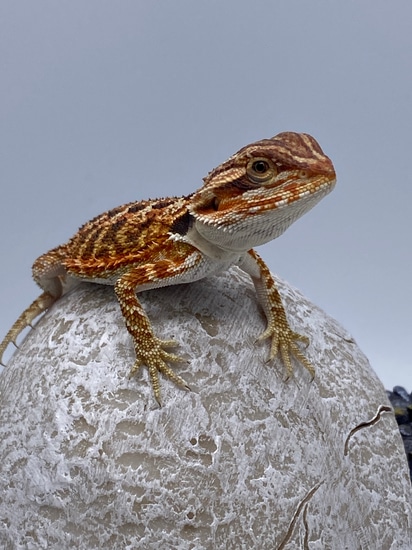 Red Male - $ Includes Shipping Central Bearded Dragon by FairyTail ...