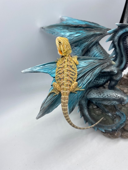 Hypo Yellow Male Central Bearded Dragon by FairyTail Dragons LLC