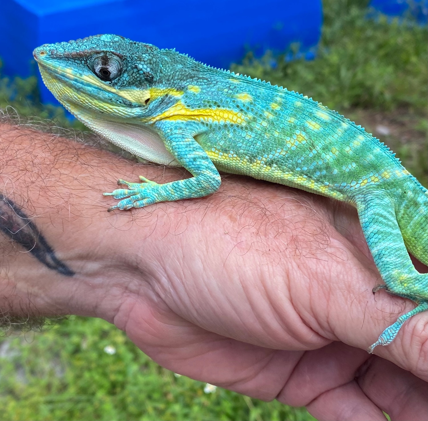 Giant Blue Beauty Anole by FairyTail Dragons LLC - MorphMarket