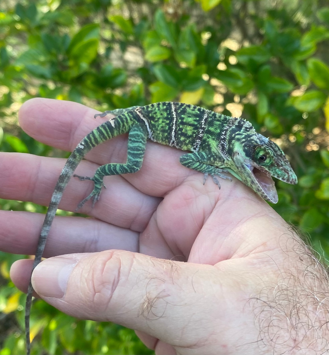 Western Giant Anole by FairyTail Dragons LLC - MorphMarket