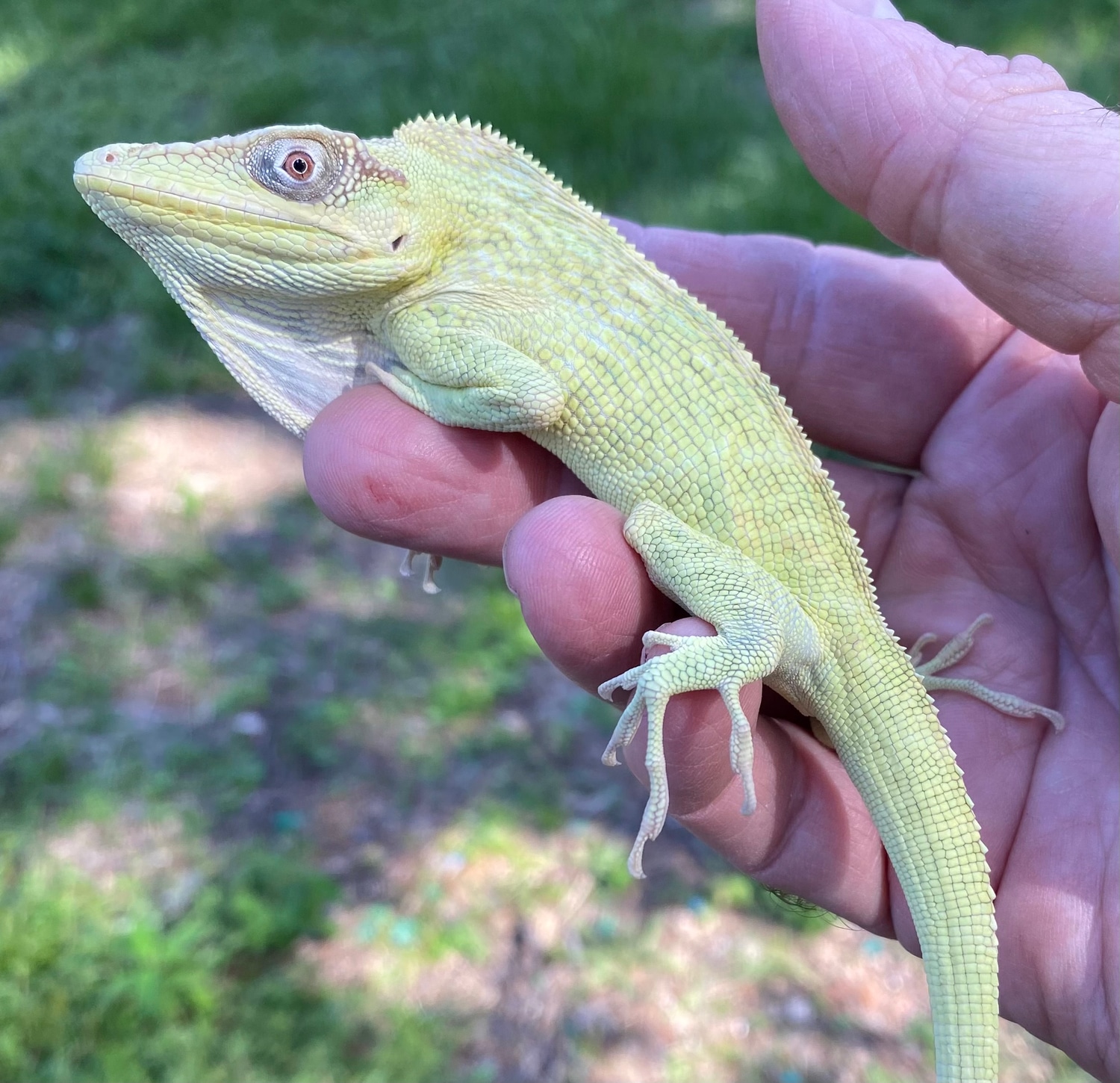 Albino Knight Anole by FairyTail Dragons LLC - MorphMarket