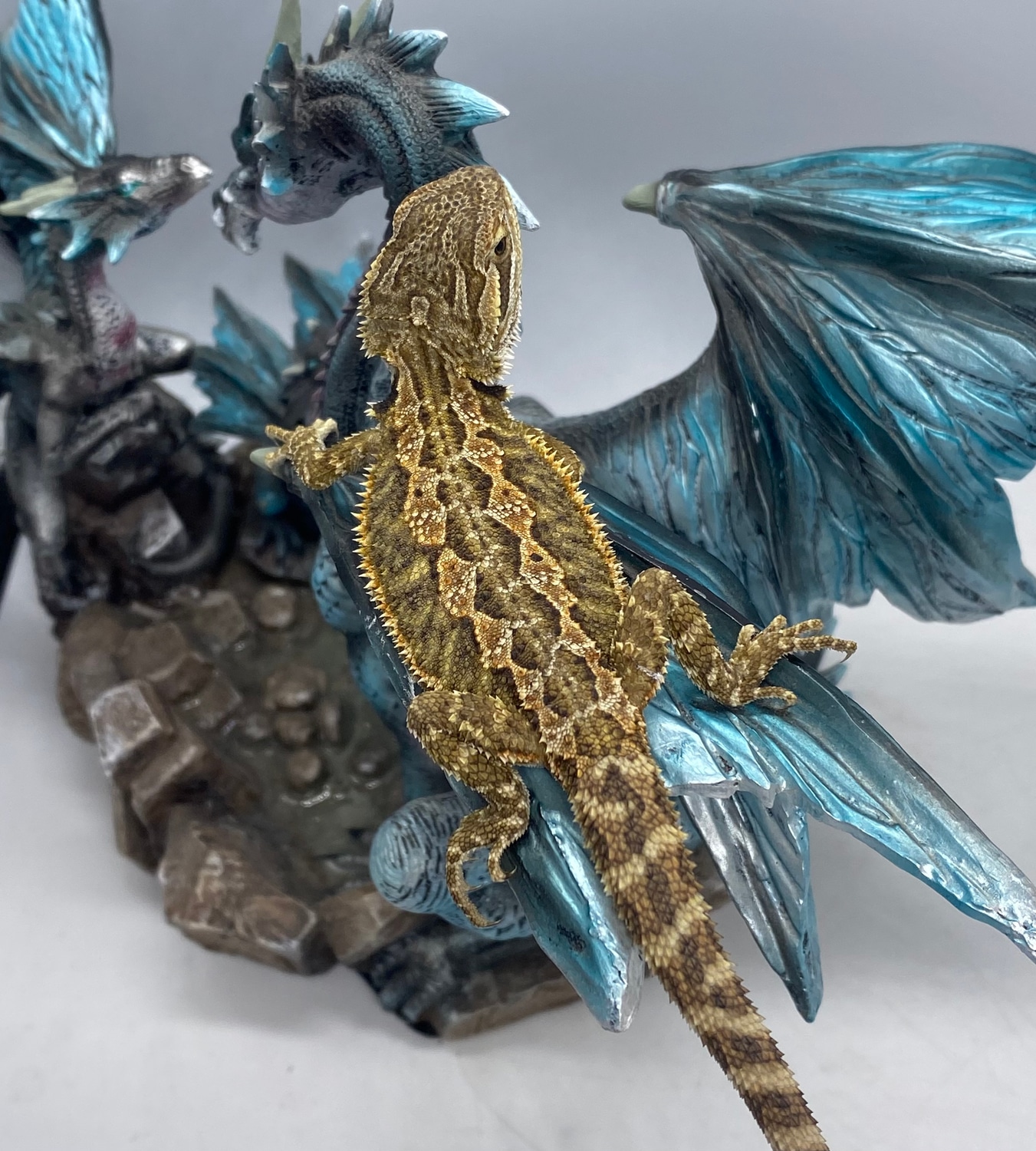 Yellow Male Central Bearded Dragon by FairyTail Dragons LLC - MorphMarket