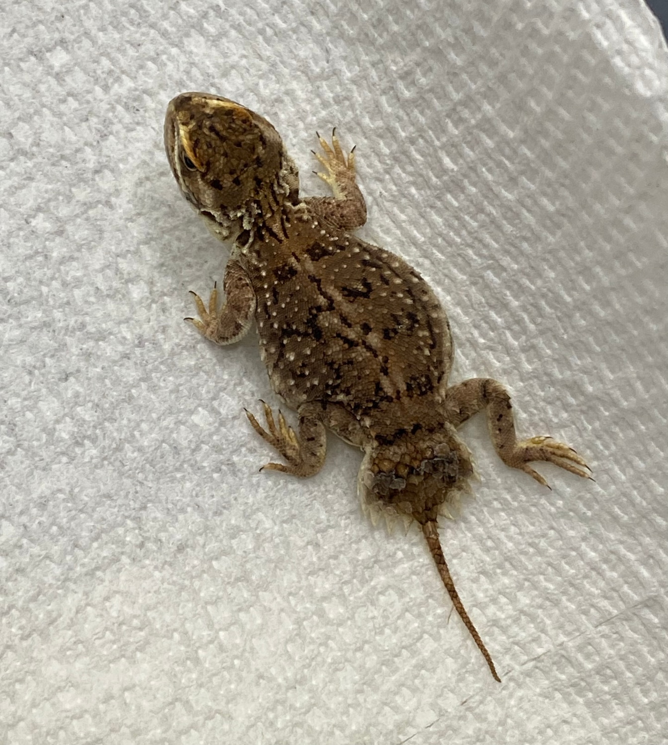 Xenagama Taylori - Shield Tailed Agama More Lizard by FairyTail Dragons ...