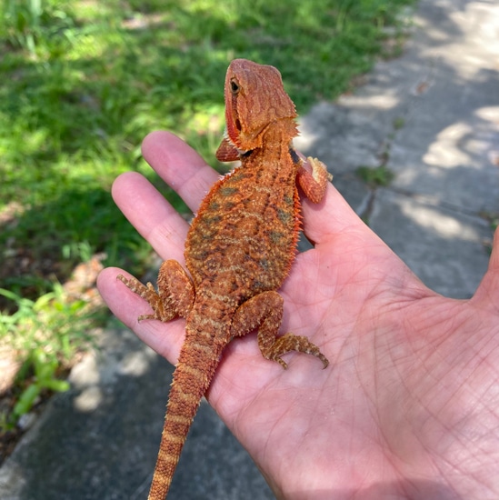 Translucent Red Central Bearded Dragon by FairyTail Dragons LLC
