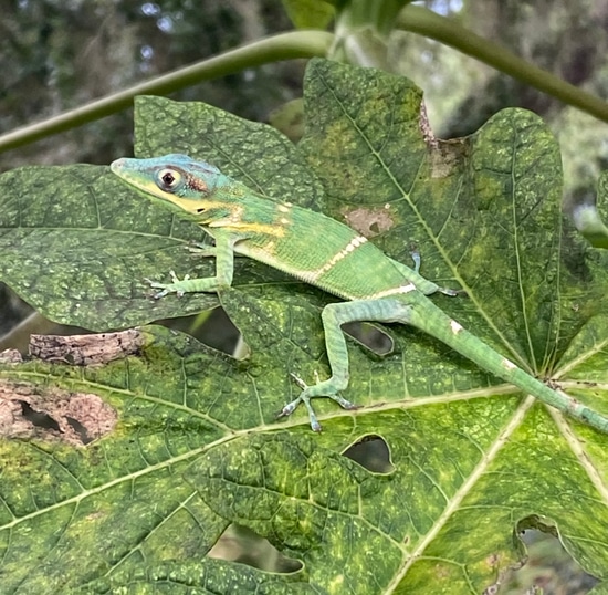 Giant Blue Beauty Anole by FairyTail Dragons LLC