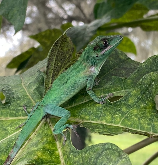 Western Giant Anole by FairyTail Dragons LLC