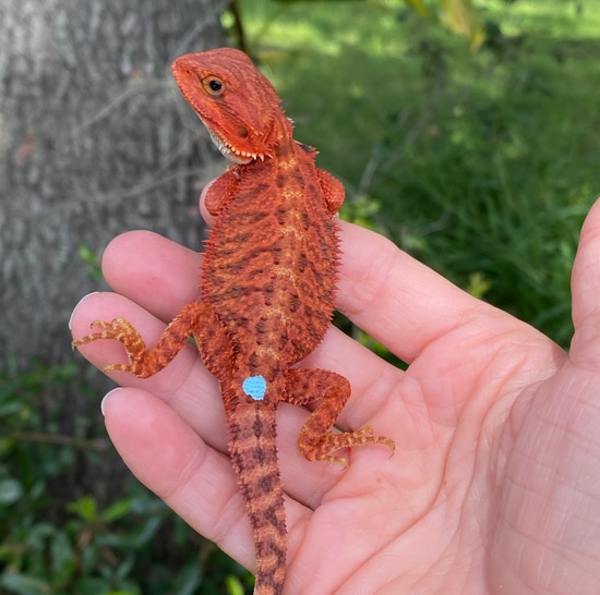 Translucent Red Male Central Bearded Dragon by FairyTail Dragons LLC