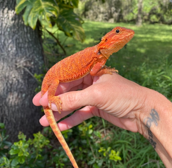 Translucent Red Prob Female Central Bearded Dragon by FairyTail Dragons LLC