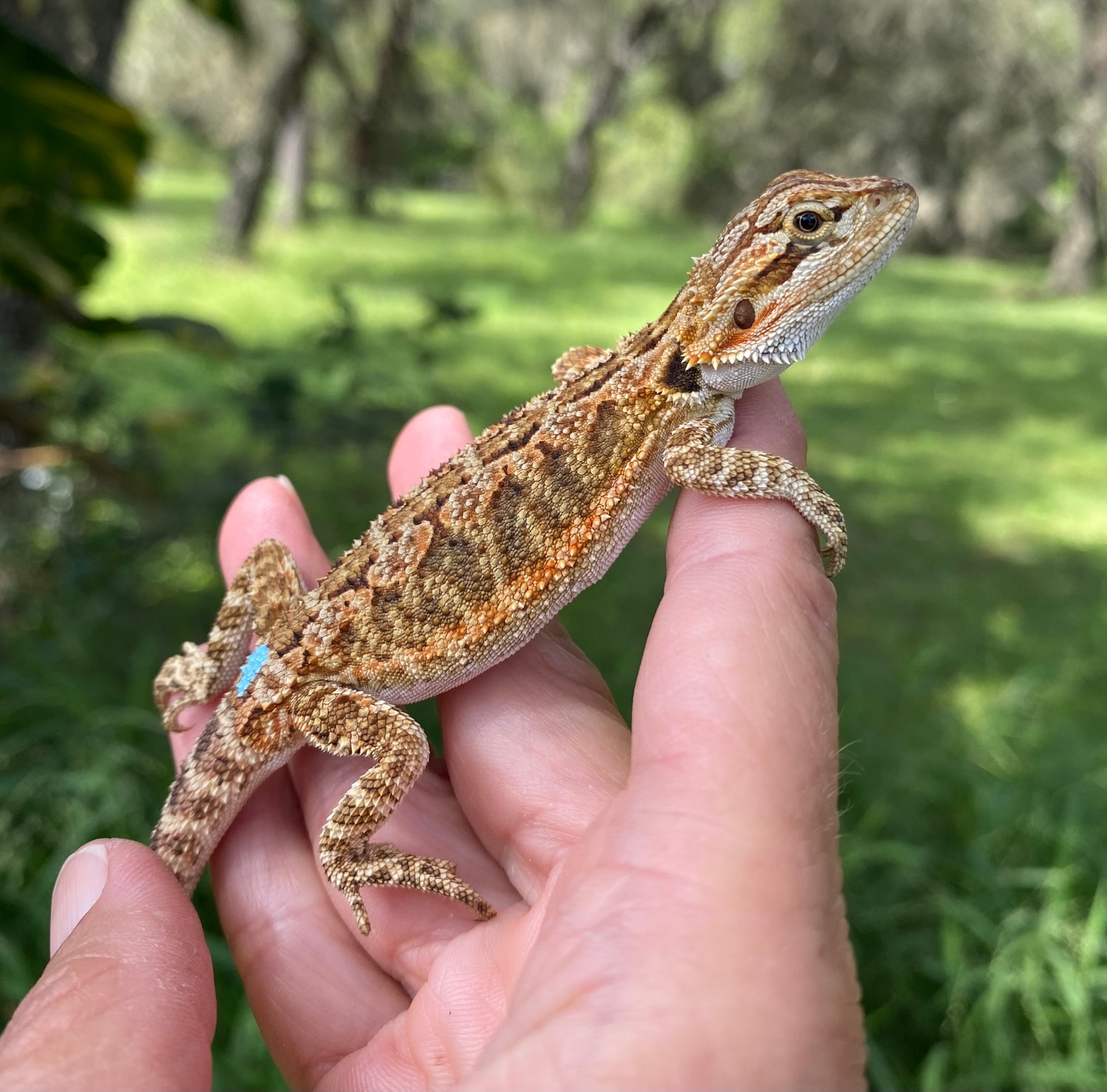 Male Central Bearded Dragon by FairyTail Dragons LLC - MorphMarket