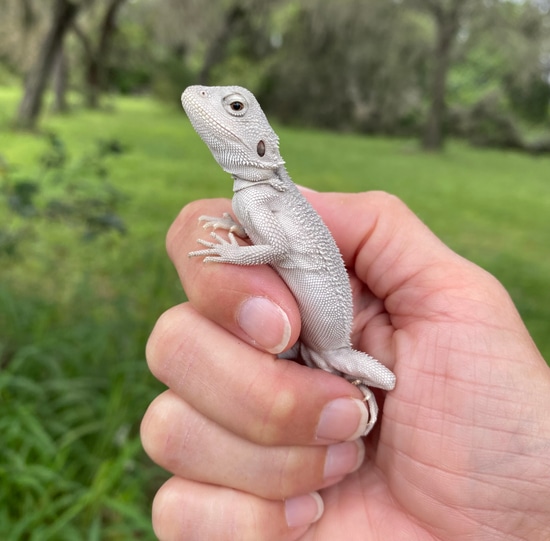 Hypo Zero Male Central Bearded Dragon by FairyTail Dragons LLC