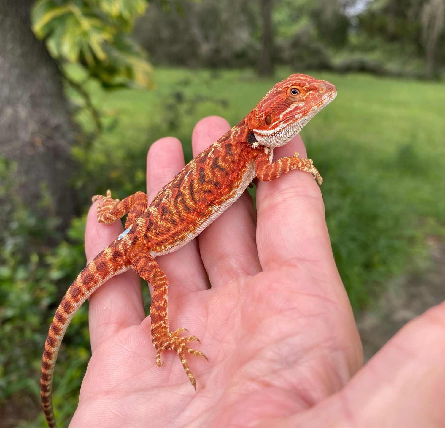 Red Leatherback Male Central Bearded Dragon by FairyTail Dragons LLC ...