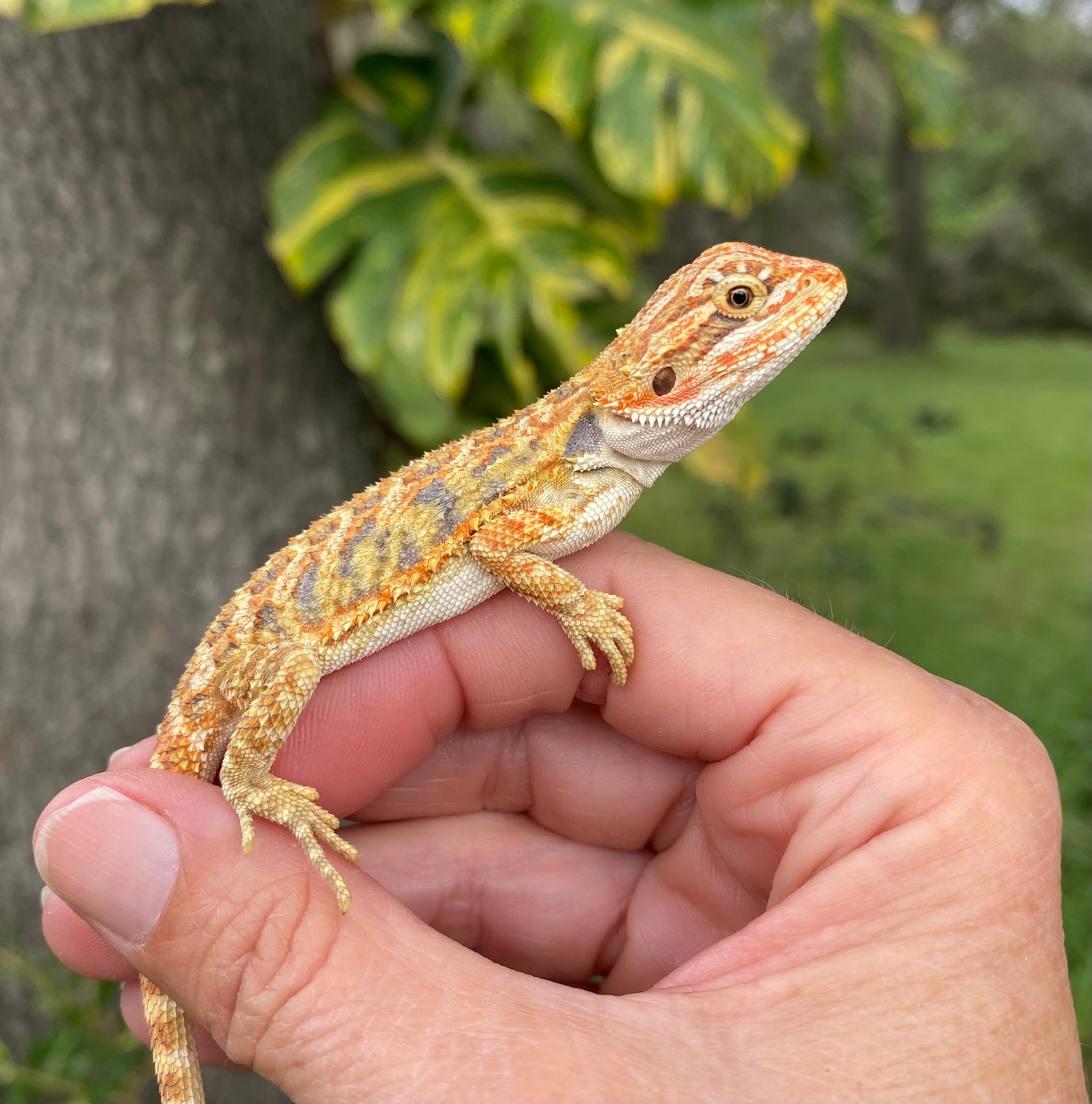 Hypo Yellow Prob Female Central Bearded Dragon by FairyTail Dragons LLC ...