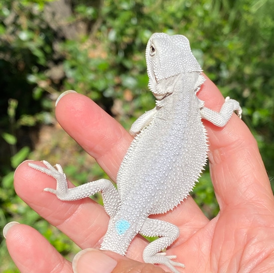 Hypo Zero Central Bearded Dragon by FairyTail Dragons LLC