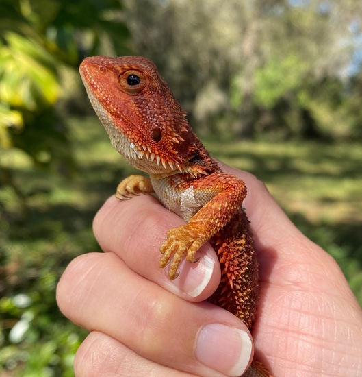 Translucent Red Prob Female Central Bearded Dragon by FairyTail Dragons LLC