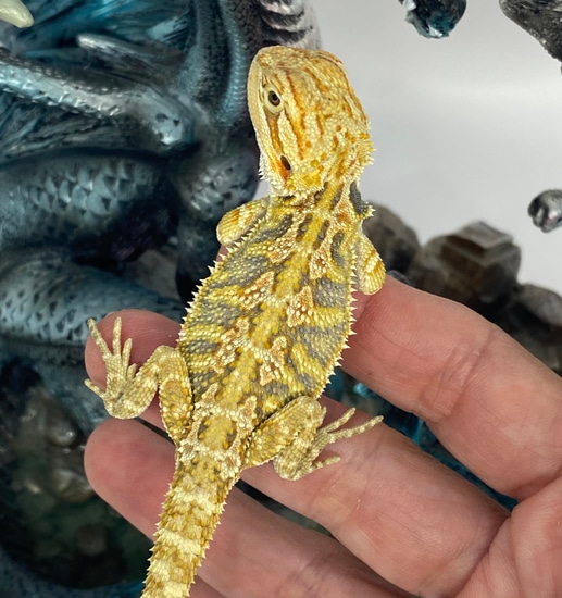 Hypo Yellow Blue Bar Central Bearded Dragon by FairyTail Dragons LLC