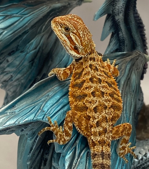 Red Male Central Bearded Dragon by FairyTail Dragons LLC