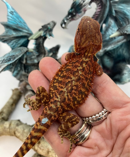 Red Translucent Male Central Bearded Dragon by FairyTail Dragons LLC
