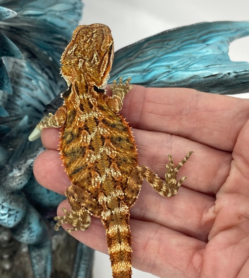 Red Male Central Bearded Dragon by FairyTail Dragons LLC