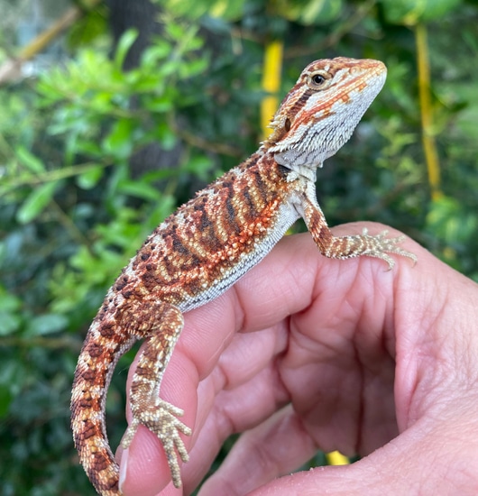 Red Male Central Bearded Dragon by FairyTail Dragons LLC