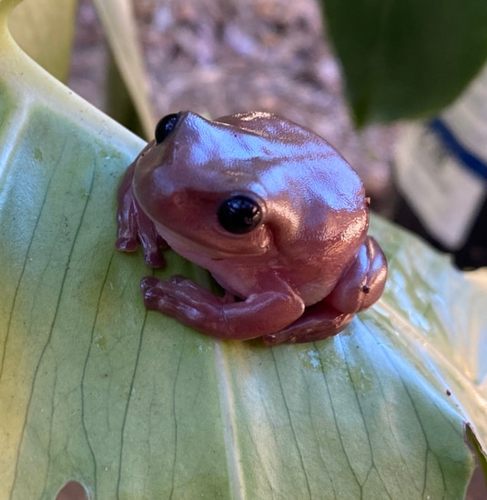 Melanistic/Plum White's Tree Frog by FairyTail Dragons LLC