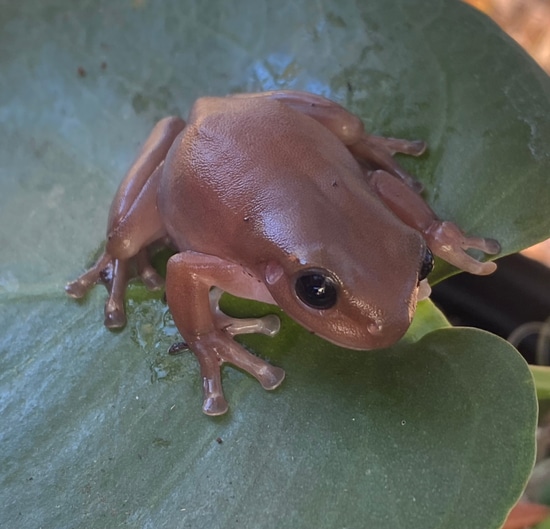 Melanistic/Plum White's Tree Frog by FairyTail Dragons LLC