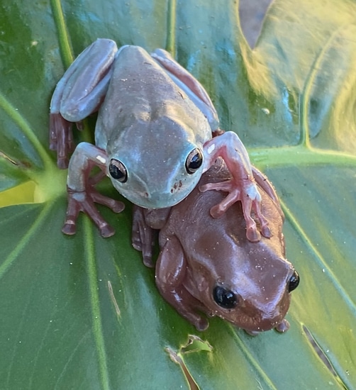Melanistic/Plum + Camo Snowflake White's Tree Frog by FairyTail Dragons LLC