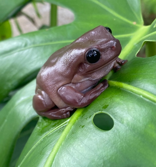 Mel/Plum Male 2 1/2” SVL White's Tree Frog by FairyTail Dragons LLC