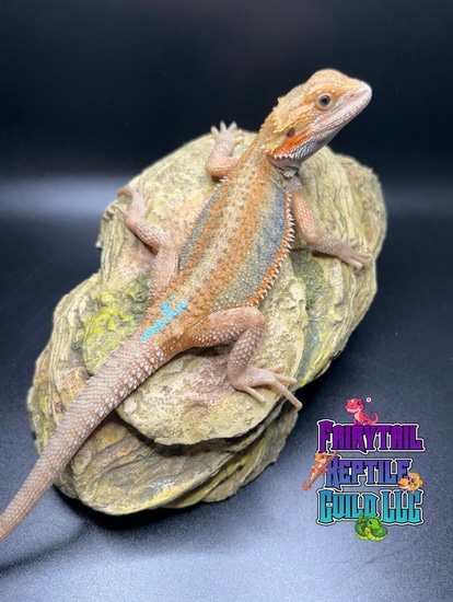 Red Trans G-Strip Hypo Het Zero Central Bearded Dragon by FairyTail ...