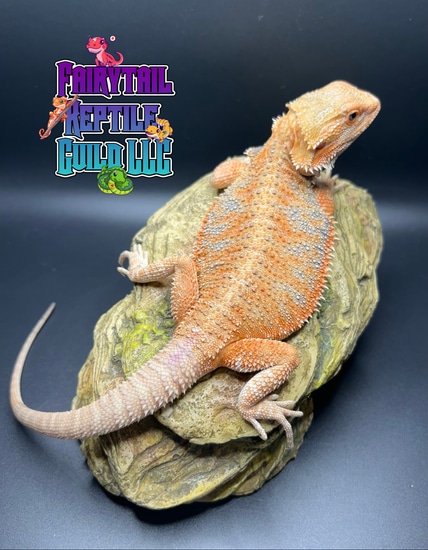 Hypo Het Zero Orange Blue Central Bearded Dragon by FairyTail Reptile ...