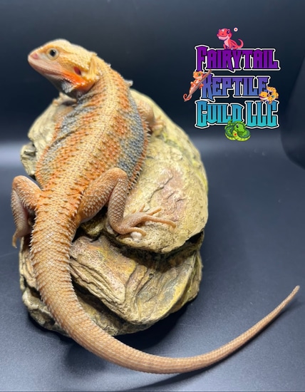 Red Color Stripe Tran Hypo Het Zero Central Bearded Dragon by FairyTail ...