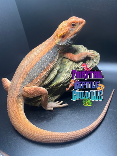 Red Hypo Leatherback Tran G-Stripe Thunderbolt Central Bearded Dragon ...
