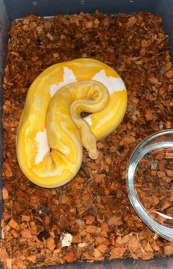 3 Double Recessive Proven Breeders Ball Python by 0214 Morphs