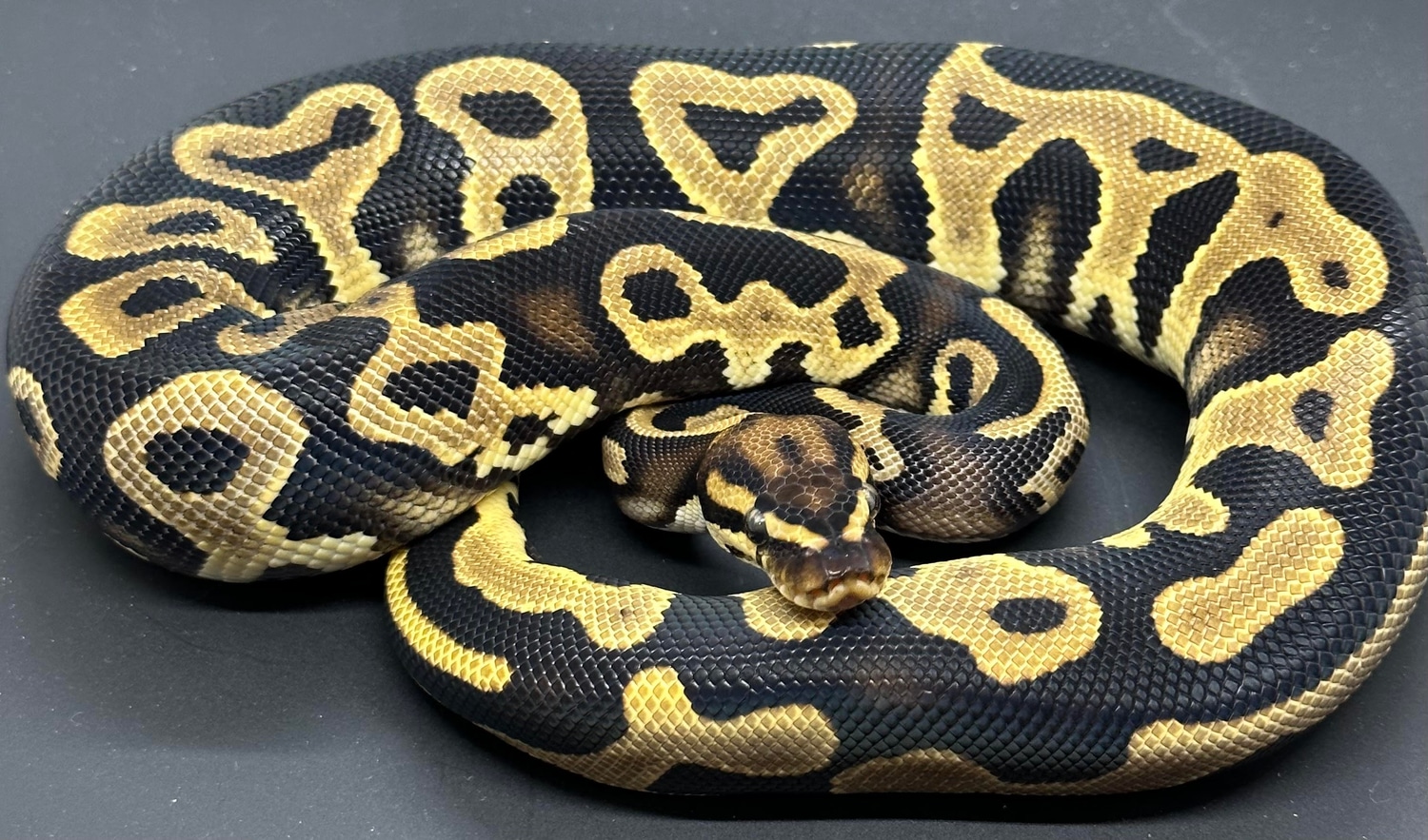 Leopard Yellowbelly 66%het Clown 66% Het Pied Ball Python by NYPowerBalls - MorphMarket