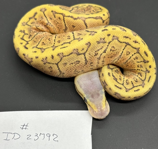 Lemon Blast Ball Python by NYPowerBalls